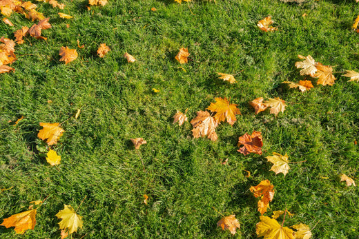 Fall Fertilization for Your Lawn After a Summer Drought | OtO Lawn